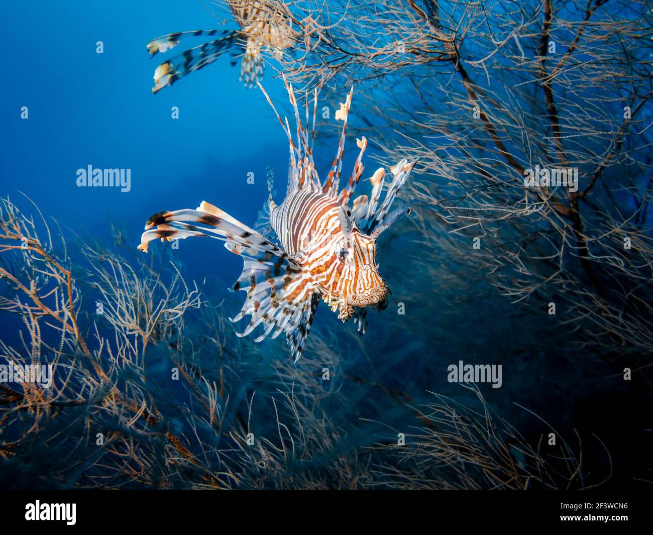 Lionfish among the thickets of corals in the Indian ocean Stock Photo ...