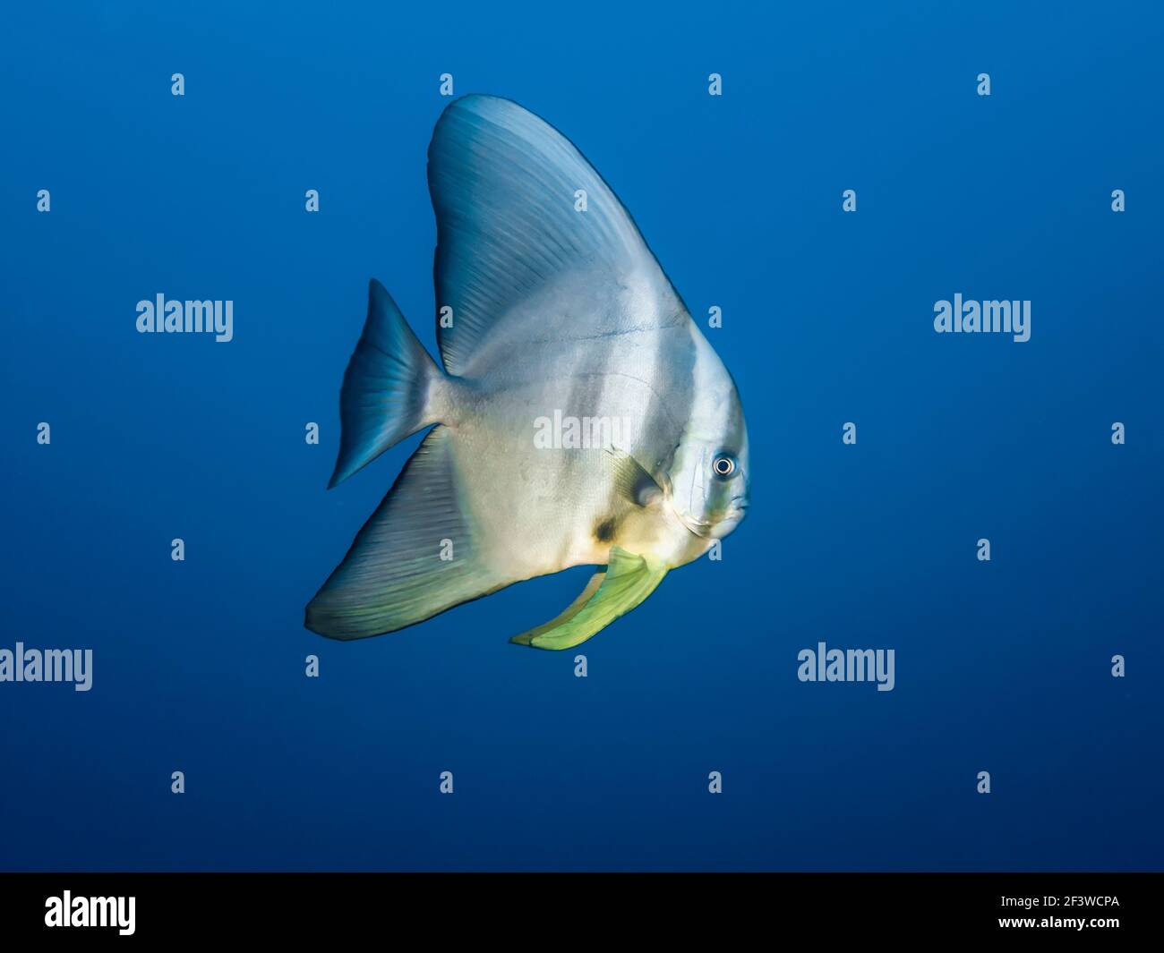 Big Spadefish in the blue water of the Indian ocean Stock Photo - Alamy