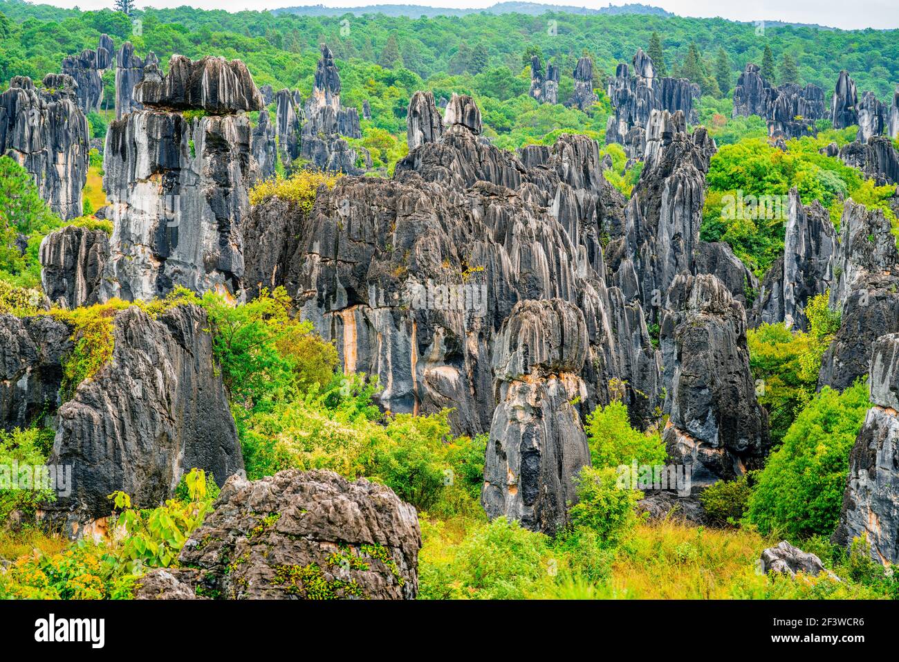 Scenic view of Shilin major stone forest with bright fall colors in ...