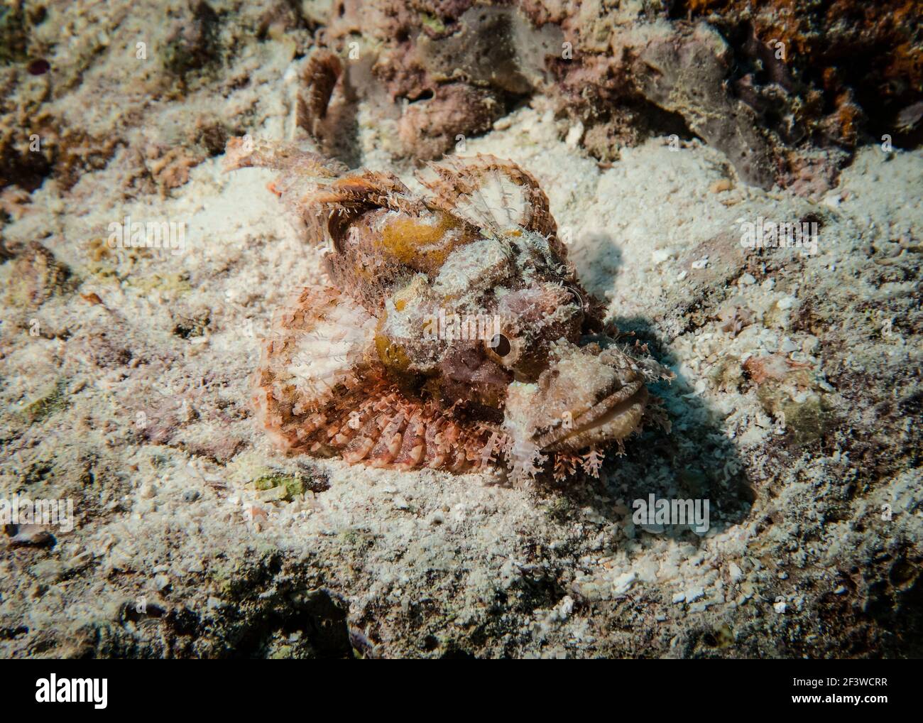 Disguising hi-res stock photography and images - Alamy