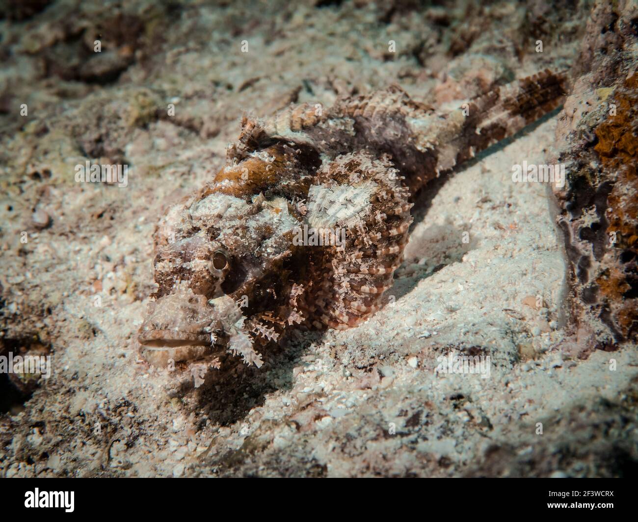 Disguising hi-res stock photography and images - Alamy