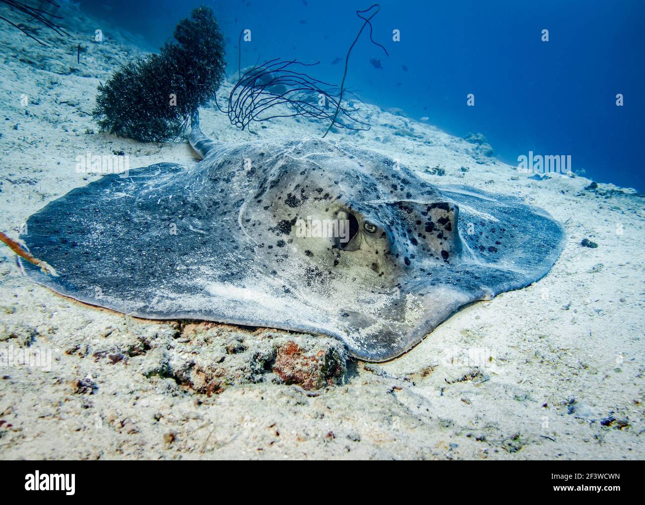 Stingray at the bottom of the Indian ocean Stock Photo - Alamy