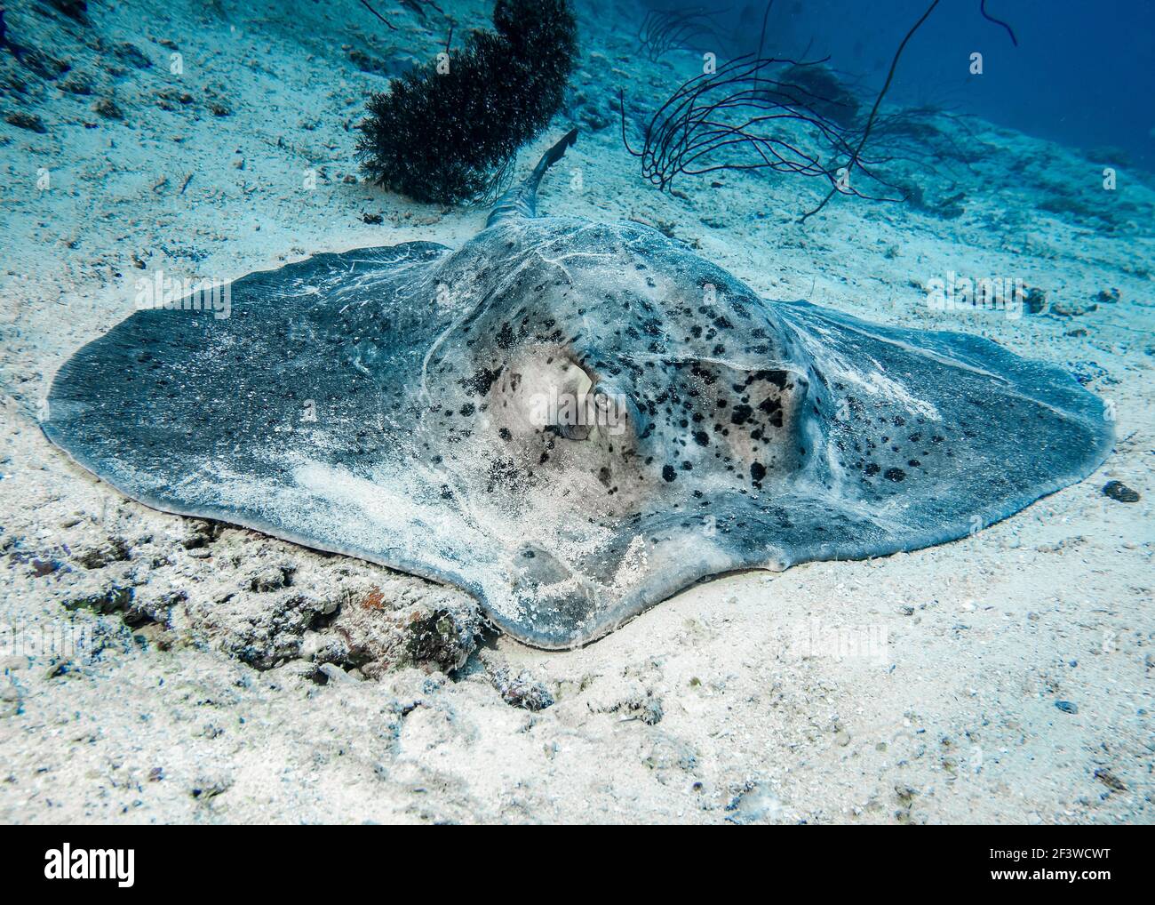 Stingray at the bottom of the Indian ocean Stock Photo - Alamy
