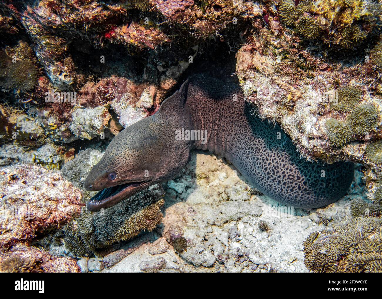 Writhing eel hi-res stock photography and images - Alamy