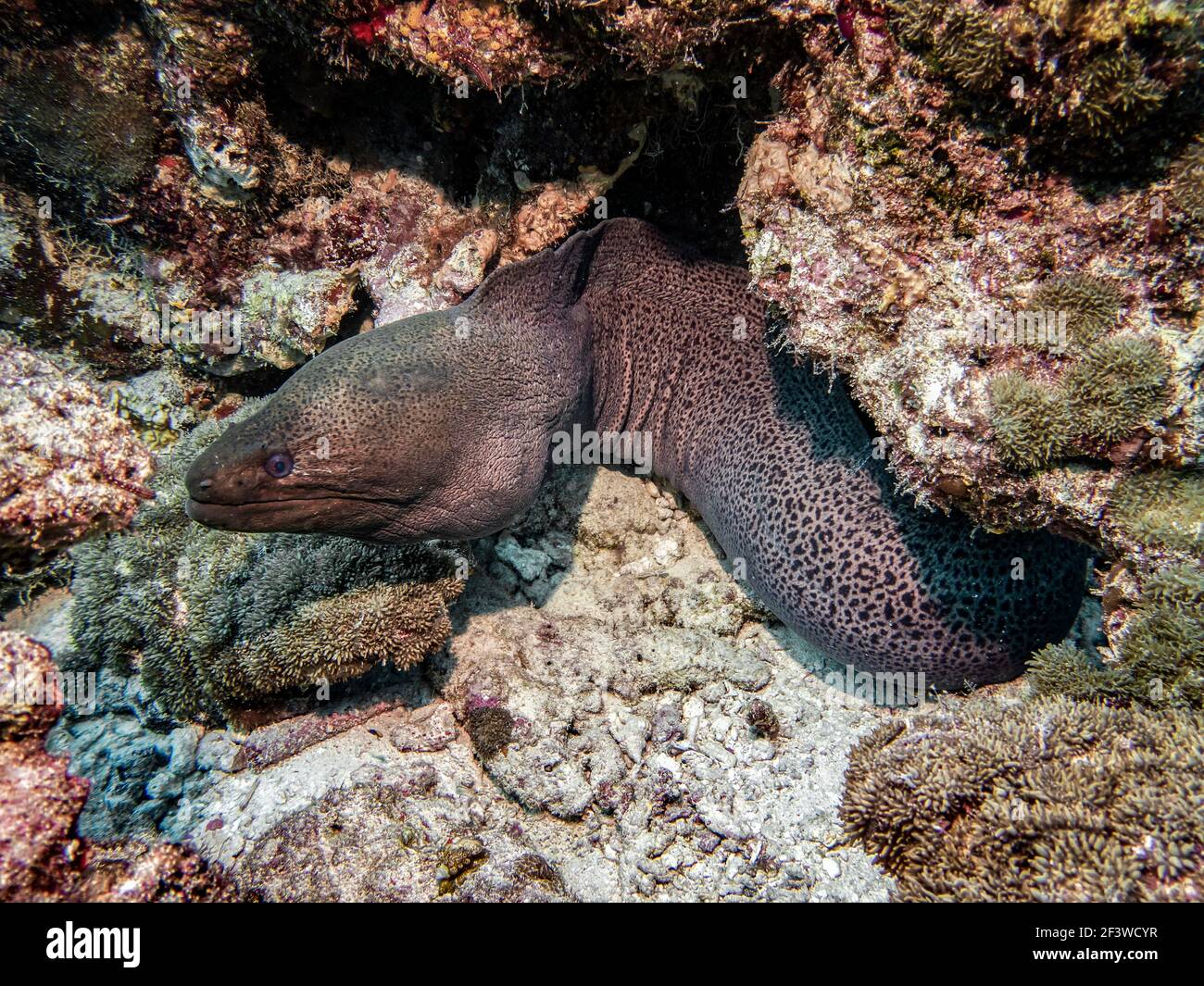 Writhing eel hi-res stock photography and images - Alamy