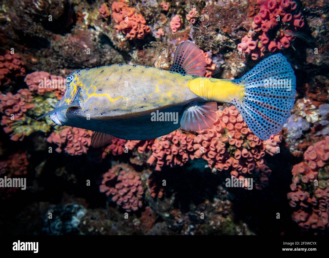 Boxfish on the background of pink corals on the bottom in the Indian ...