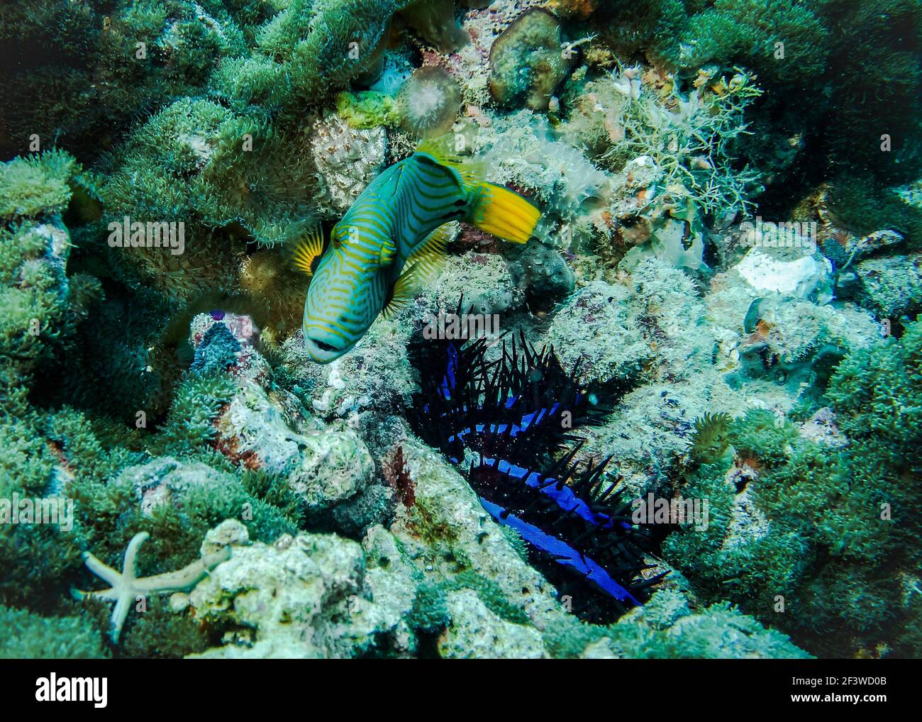 Orange-Striped Triggerfish and shellfish Crown Of Thorns on the bottom ...
