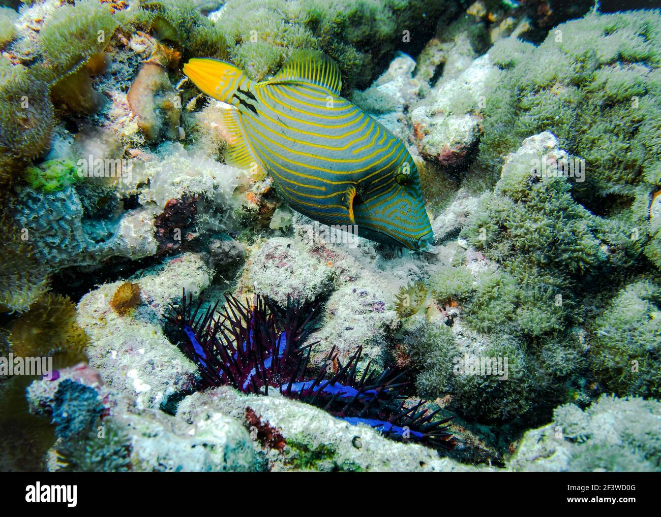 Orange-Striped Triggerfish and shellfish Crown Of Thorns on the bottom in the Indian ocean Stock ...