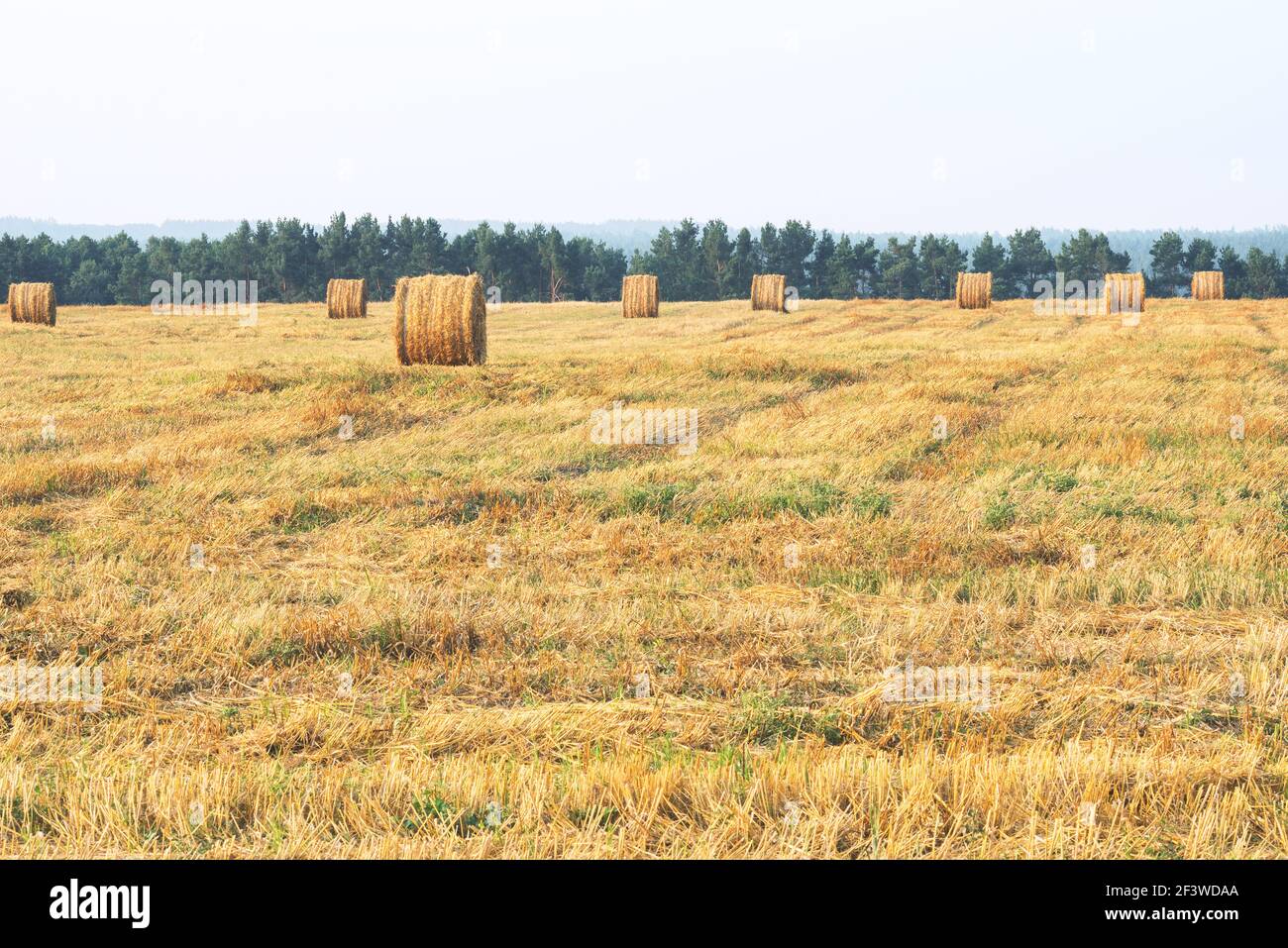Straw stacks - stacked bales of hay left over from harvesting crops ...