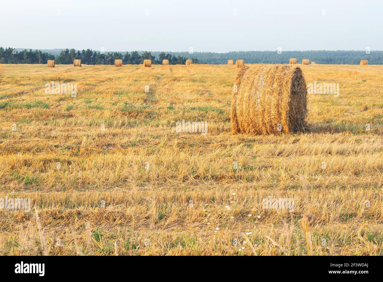 Straw stacks - stacked bales of hay left over from harvesting crops ...