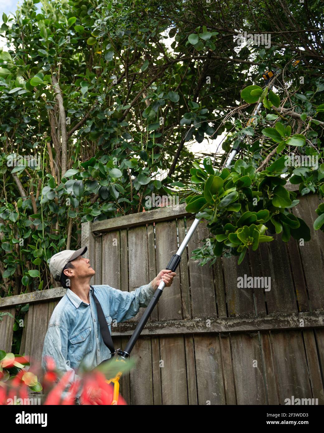 A gardener using a long chainsaw to trim the trees along the fence ...