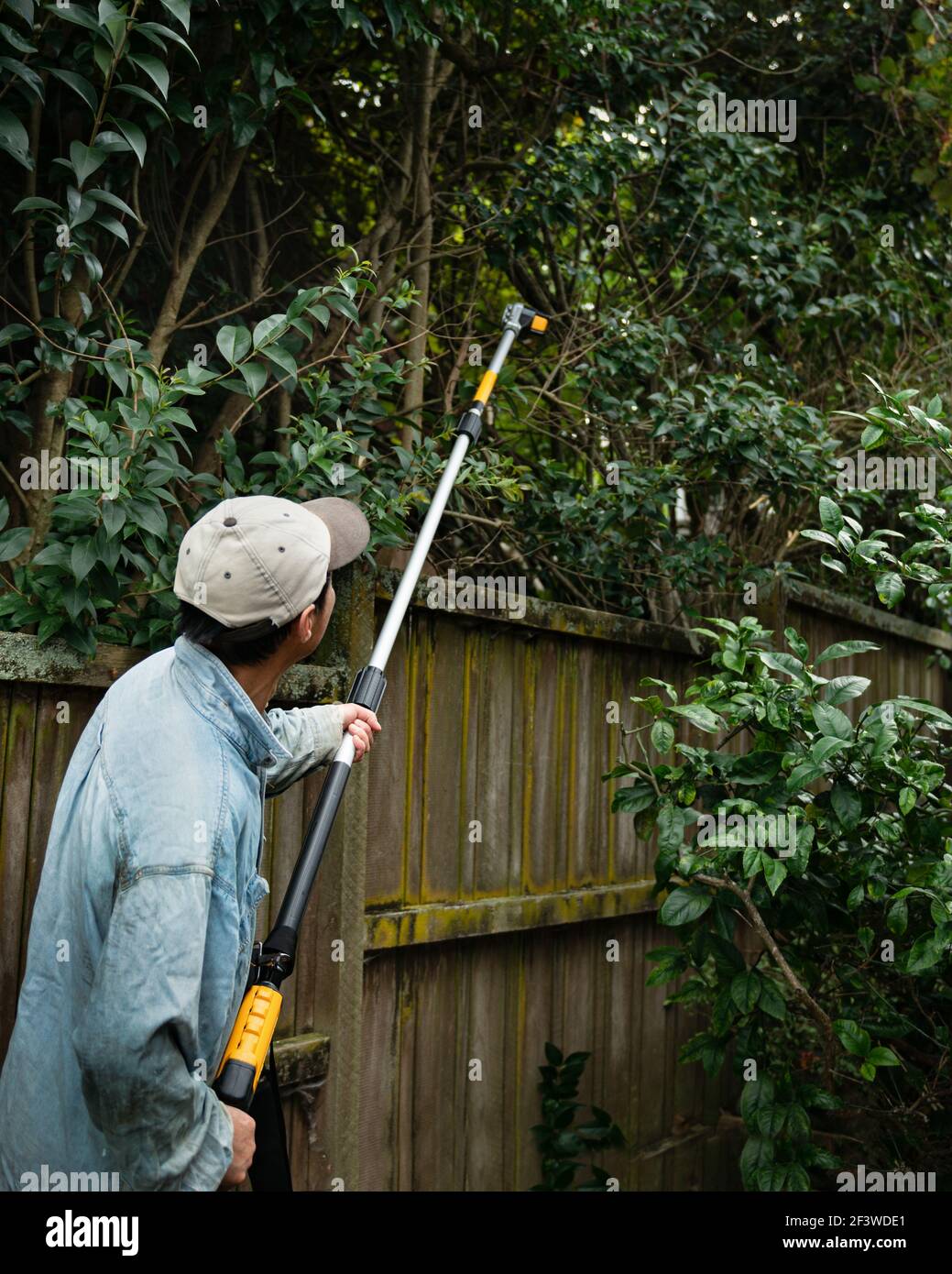 A gardener using a long chainsaw to trim the trees along the fence ...