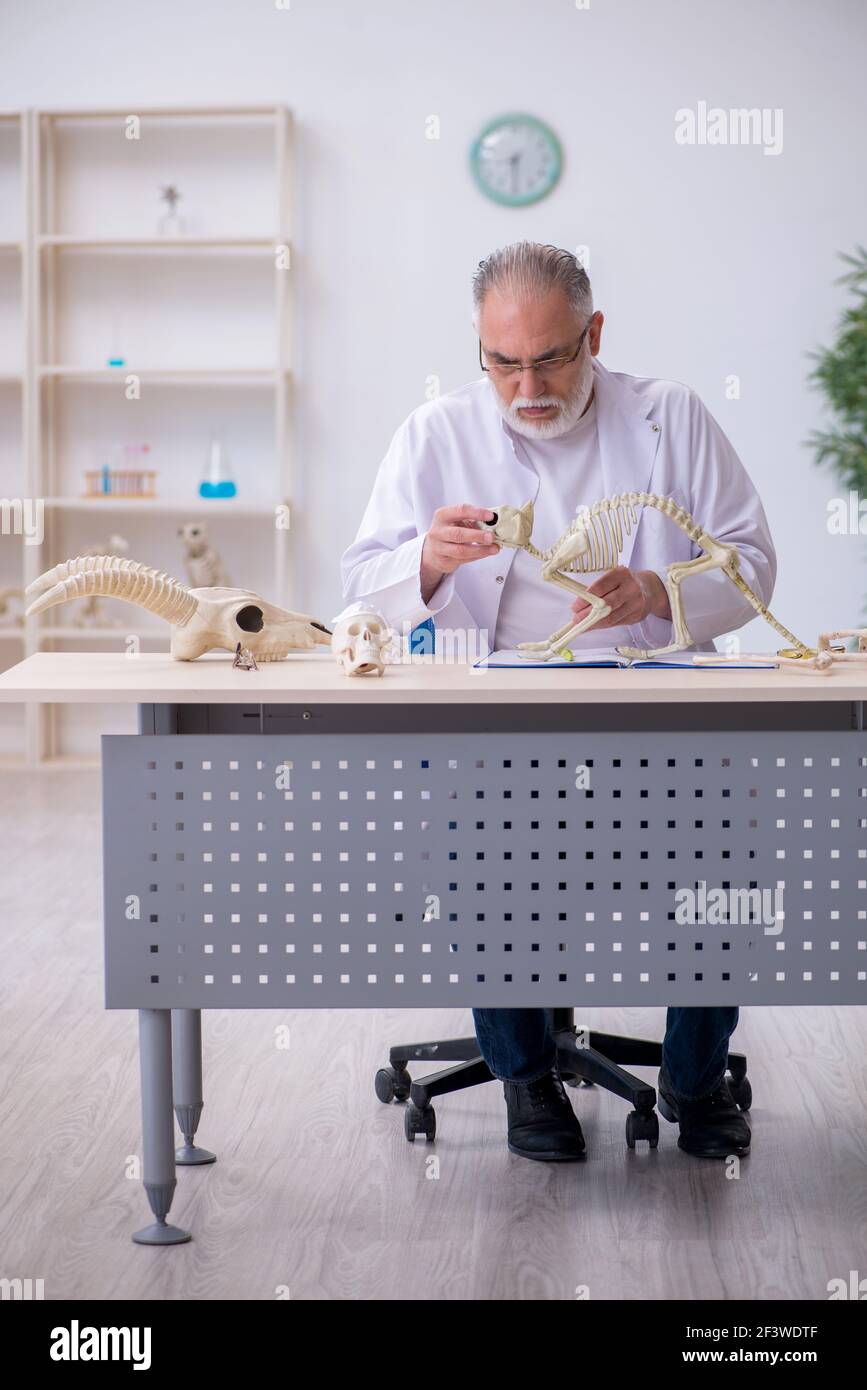 Old paleontologist examining ancient animals at lab Stock Photo - Alamy
