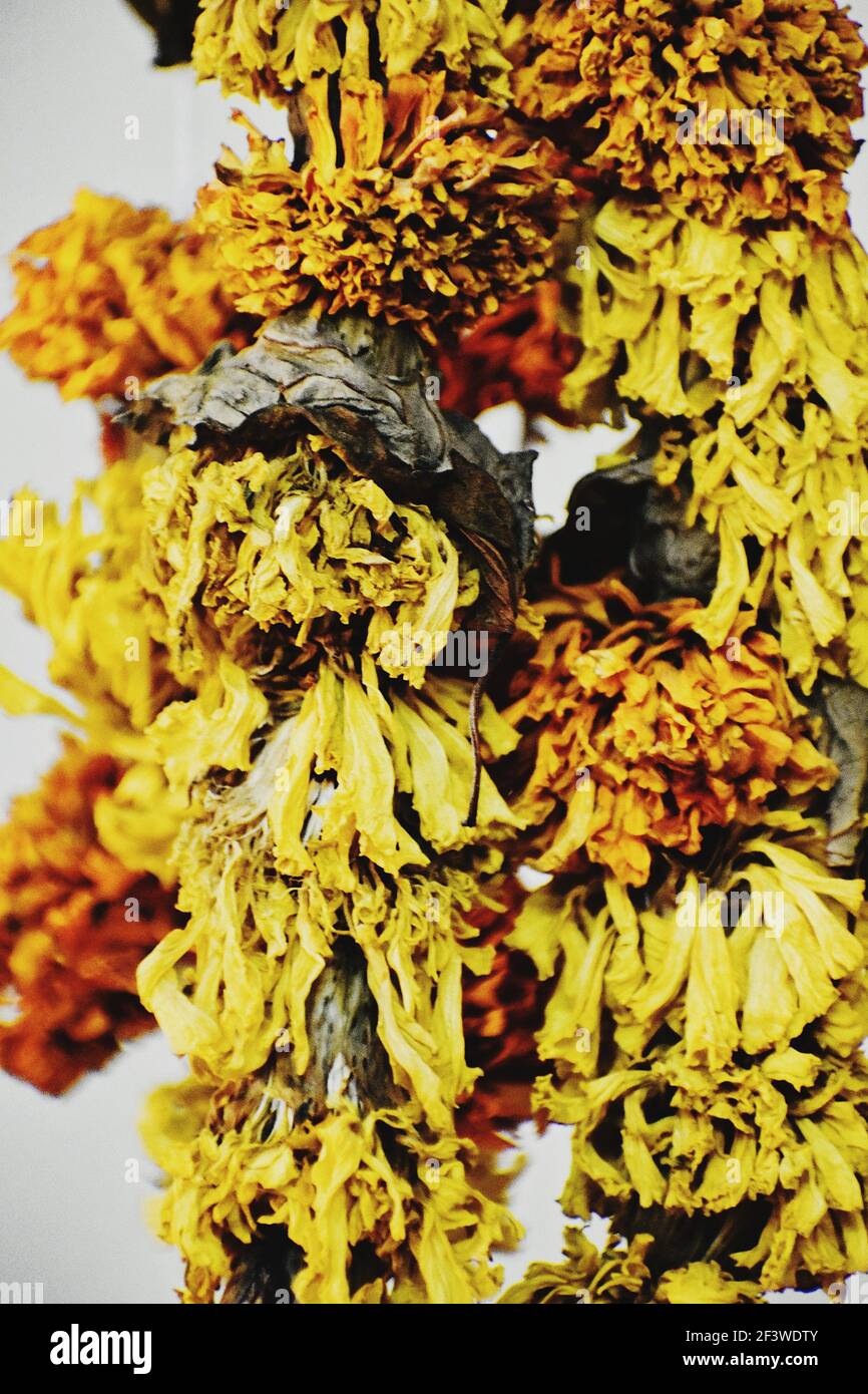 A vertical shot of dried marigold flowers Stock Photo - Alamy