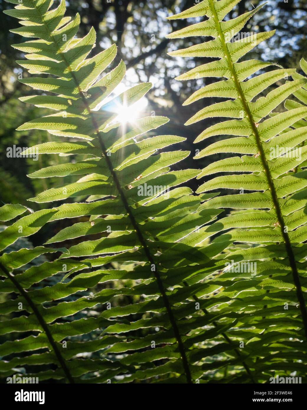 Fern leave backlit with sun starbursts shining through, vertical format ...