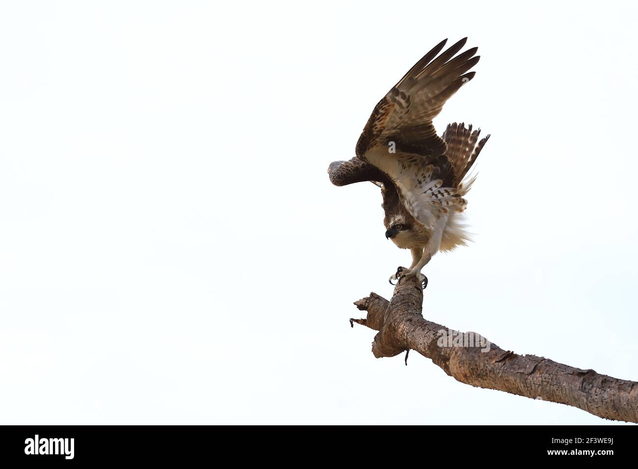 Osprey taking flight from a pandanus tree in Australia Stock Photo - Alamy