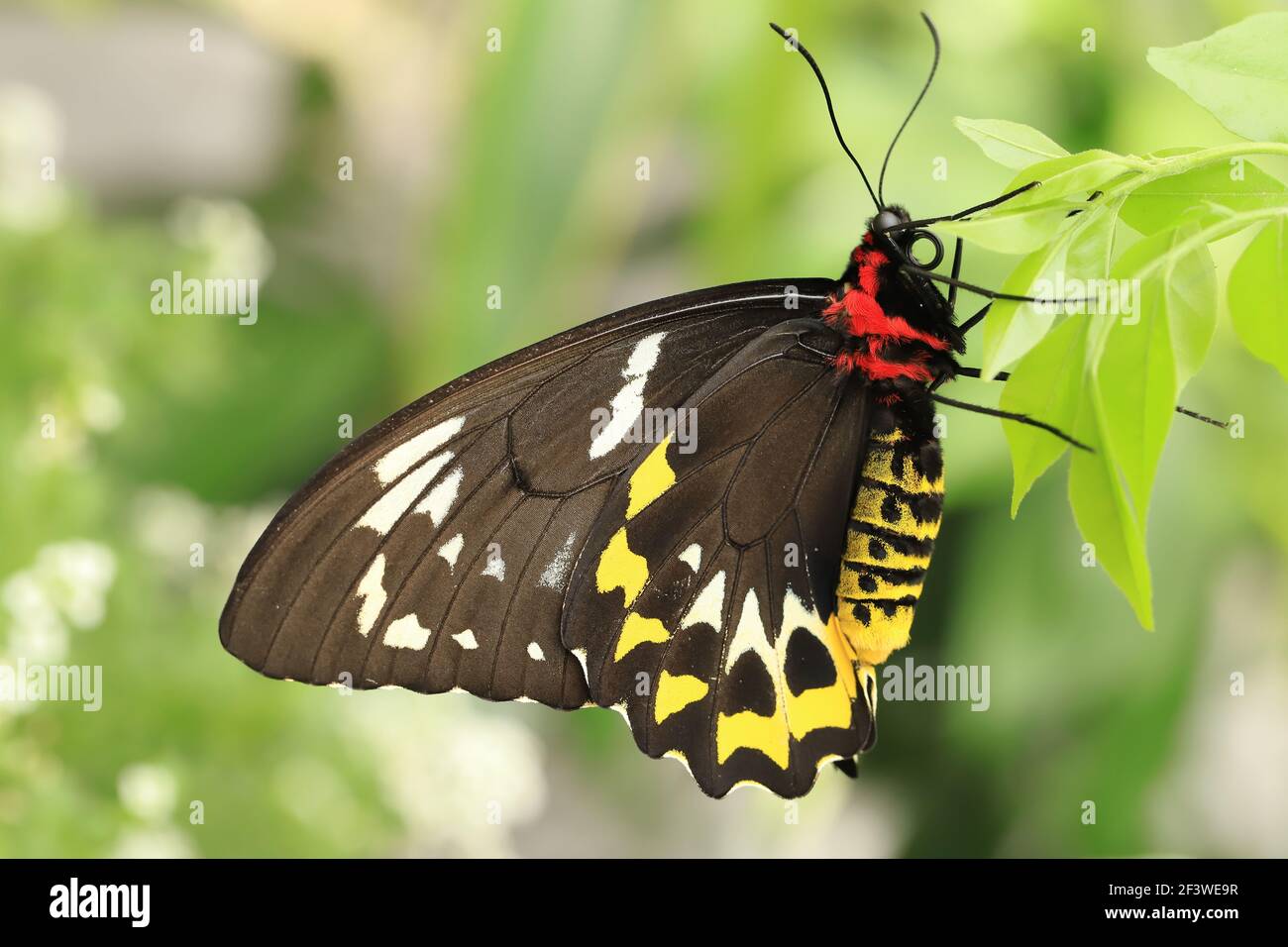 Australian largest butterfly hi-res stock photography and images - Alamy