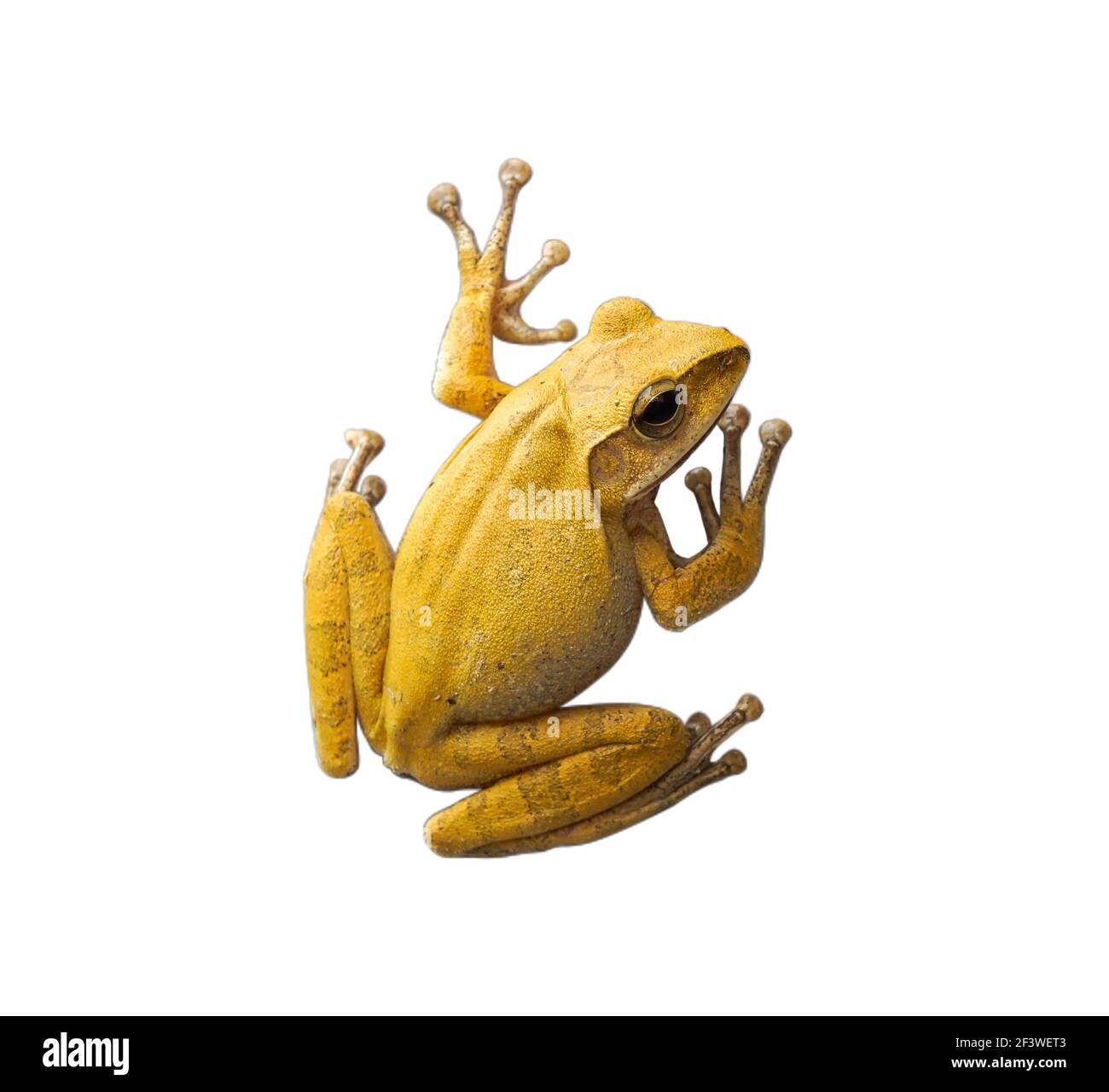 Yellow frog on white background Stock Photo - Alamy