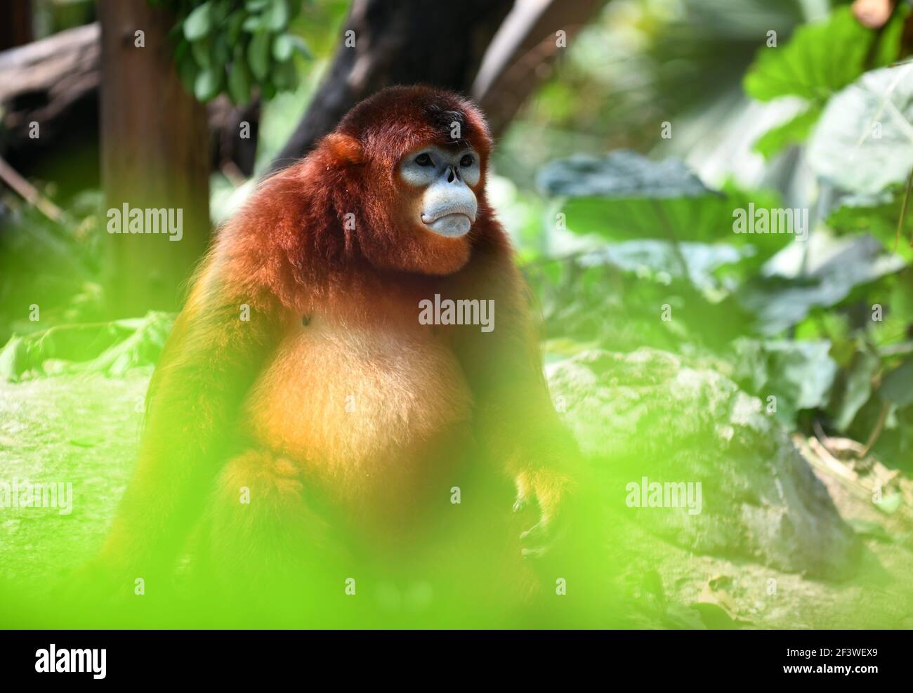 Photo shows a new-born Golden snub-nosed monkey named "Chunwan" with ...