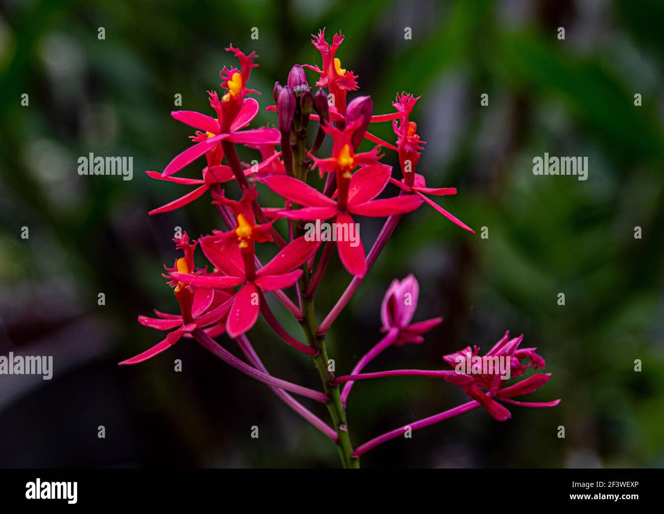 Spray of tiny red epidendrum orchid flowers Stock Photo - Alamy