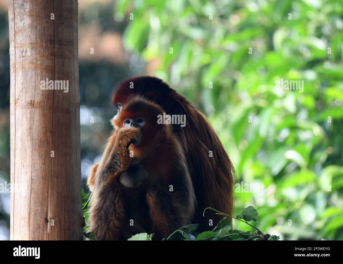 Photo shows a new-born Golden snub-nosed monkey named "Chunwan" with ...