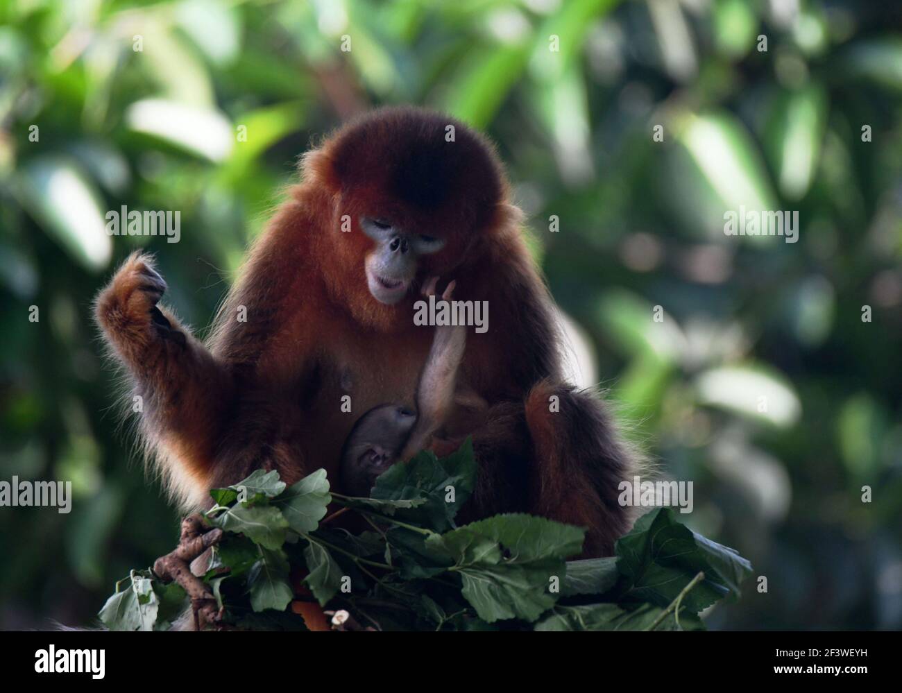 Photo shows a new-born Golden snub-nosed monkey named "Chunwan" with ...