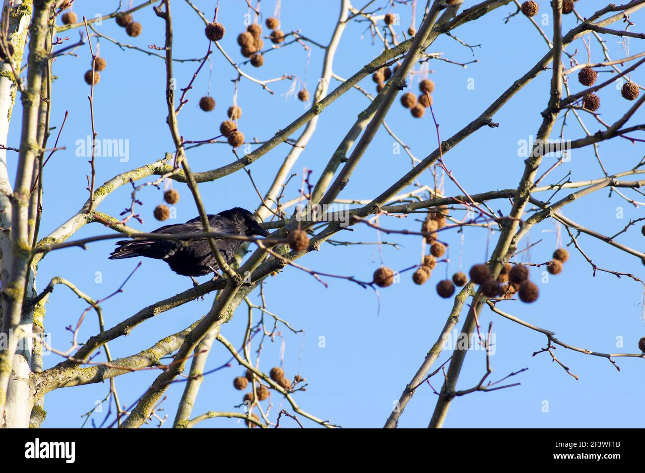 Crow sitting on tree branch hi-res stock photography and images - Alamy