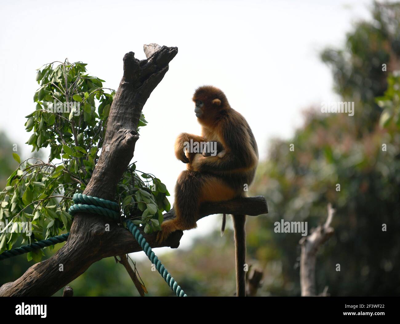 Photo shows a new-born Golden snub-nosed monkey named "Chunwan" with ...