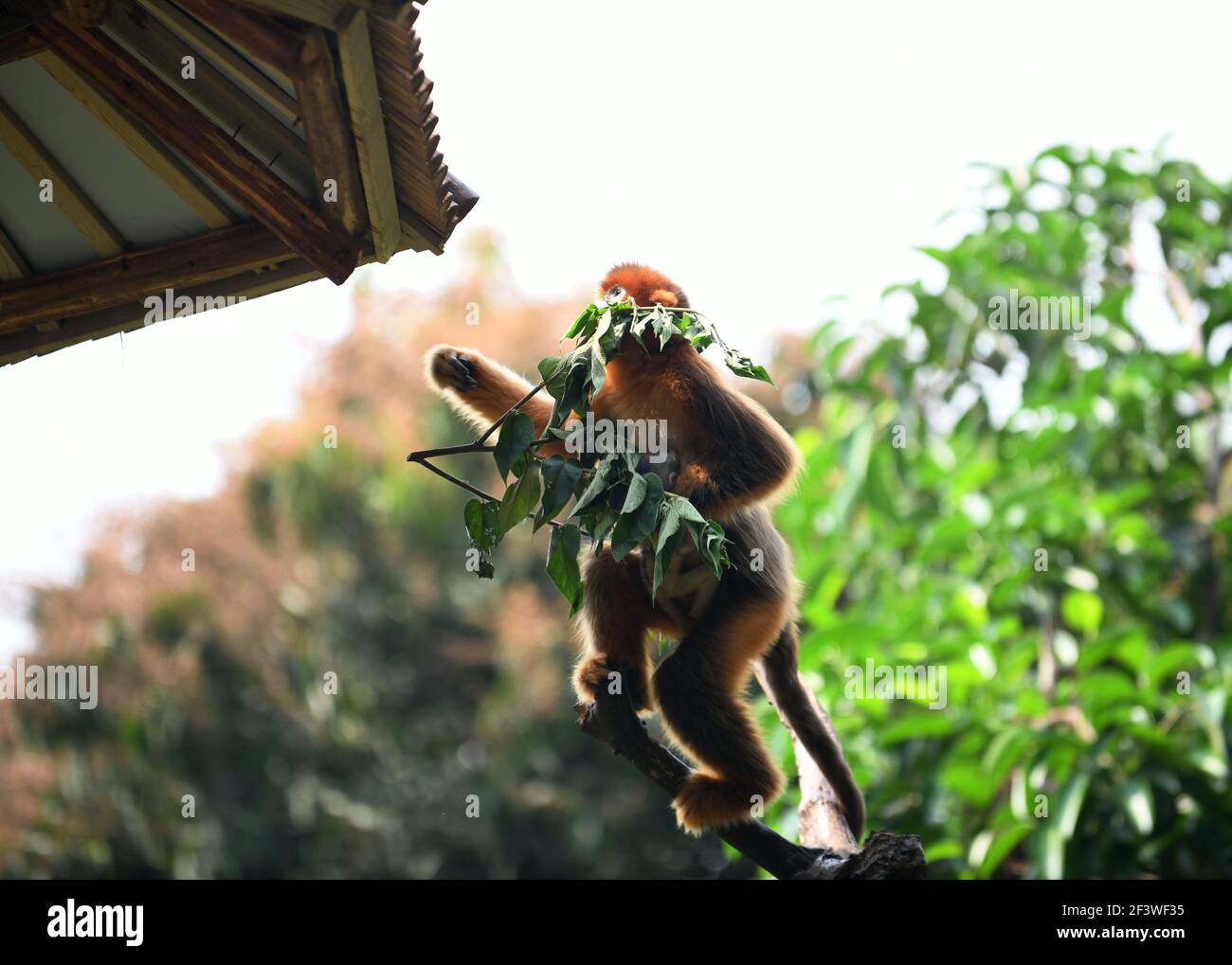 Photo shows a new-born Golden snub-nosed monkey named "Chunwan" with ...