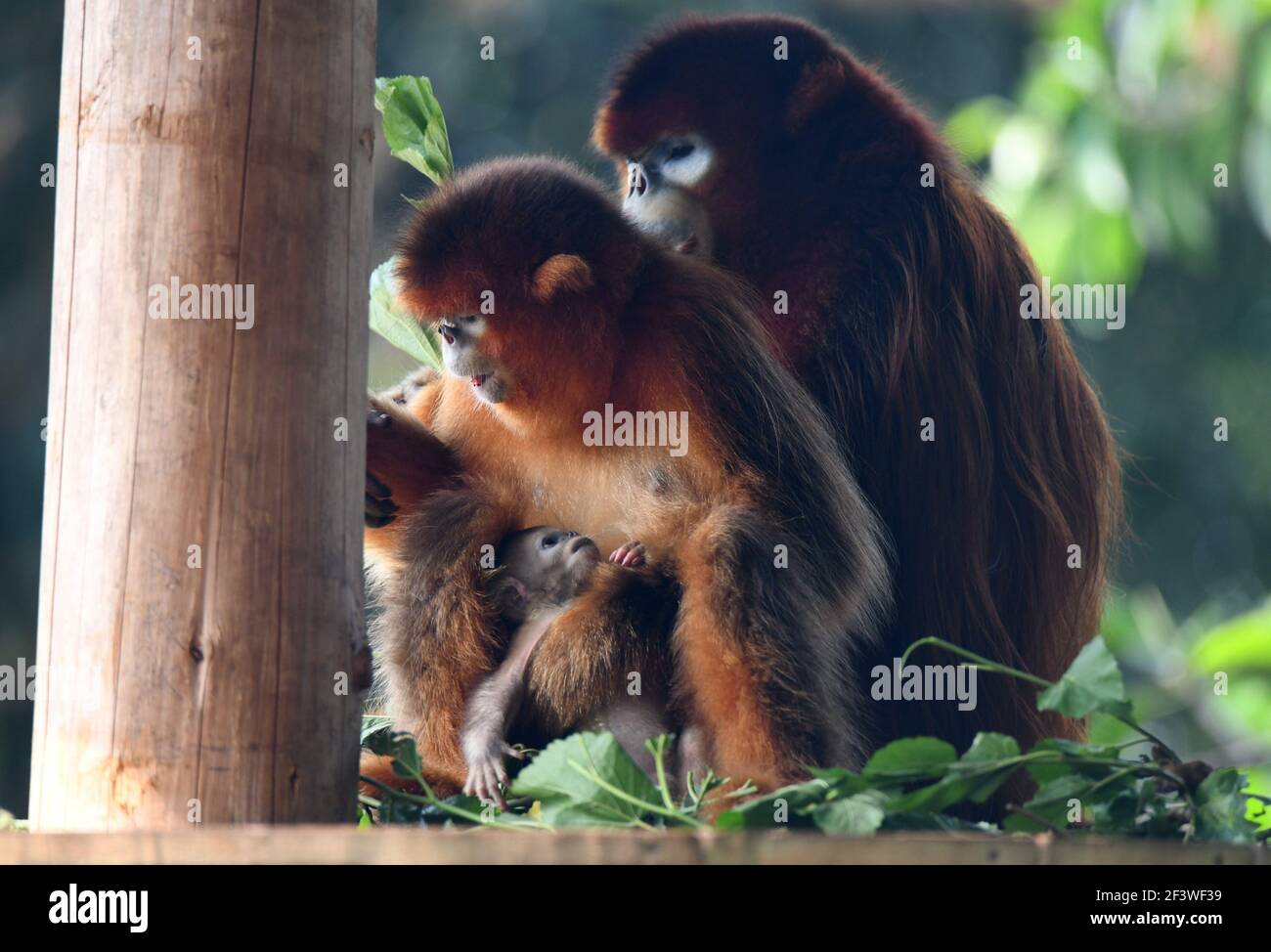 Photo shows a new-born Golden snub-nosed monkey named "Chunwan" with ...