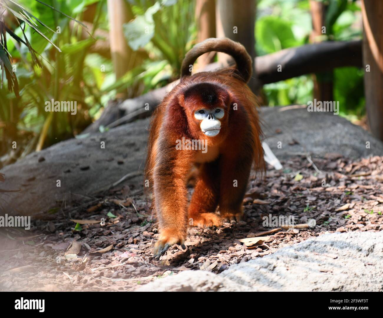 Photo shows a new-born Golden snub-nosed monkey named "Chunwan" with ...