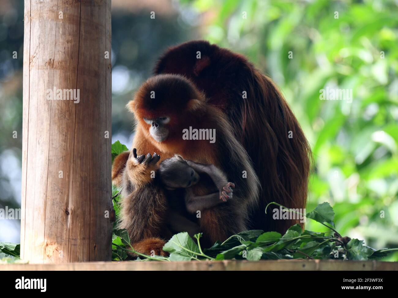Photo shows a new-born Golden snub-nosed monkey named "Chunwan" with ...