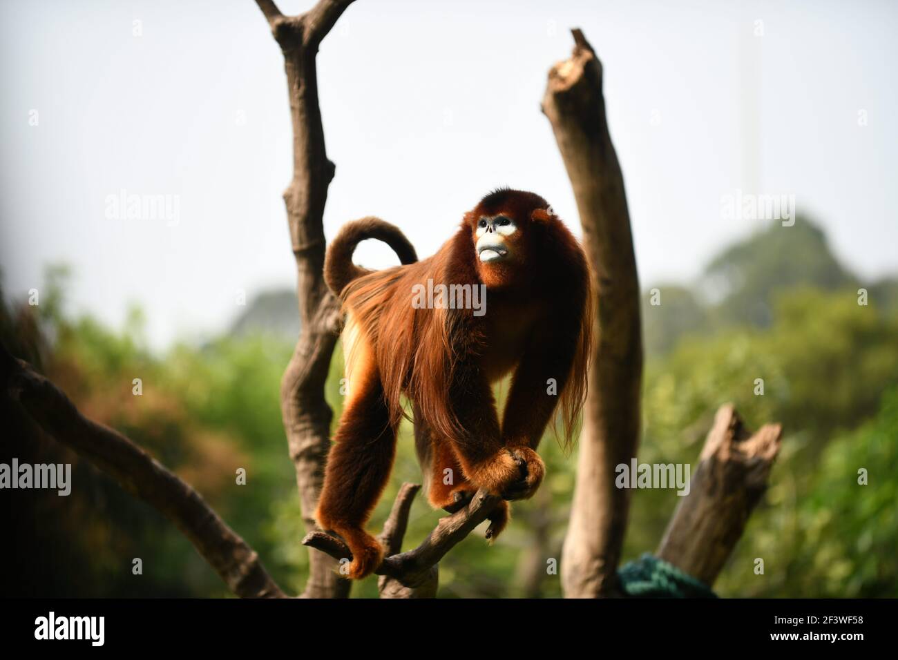 Photo shows a new-born Golden snub-nosed monkey named "Chunwan" with ...