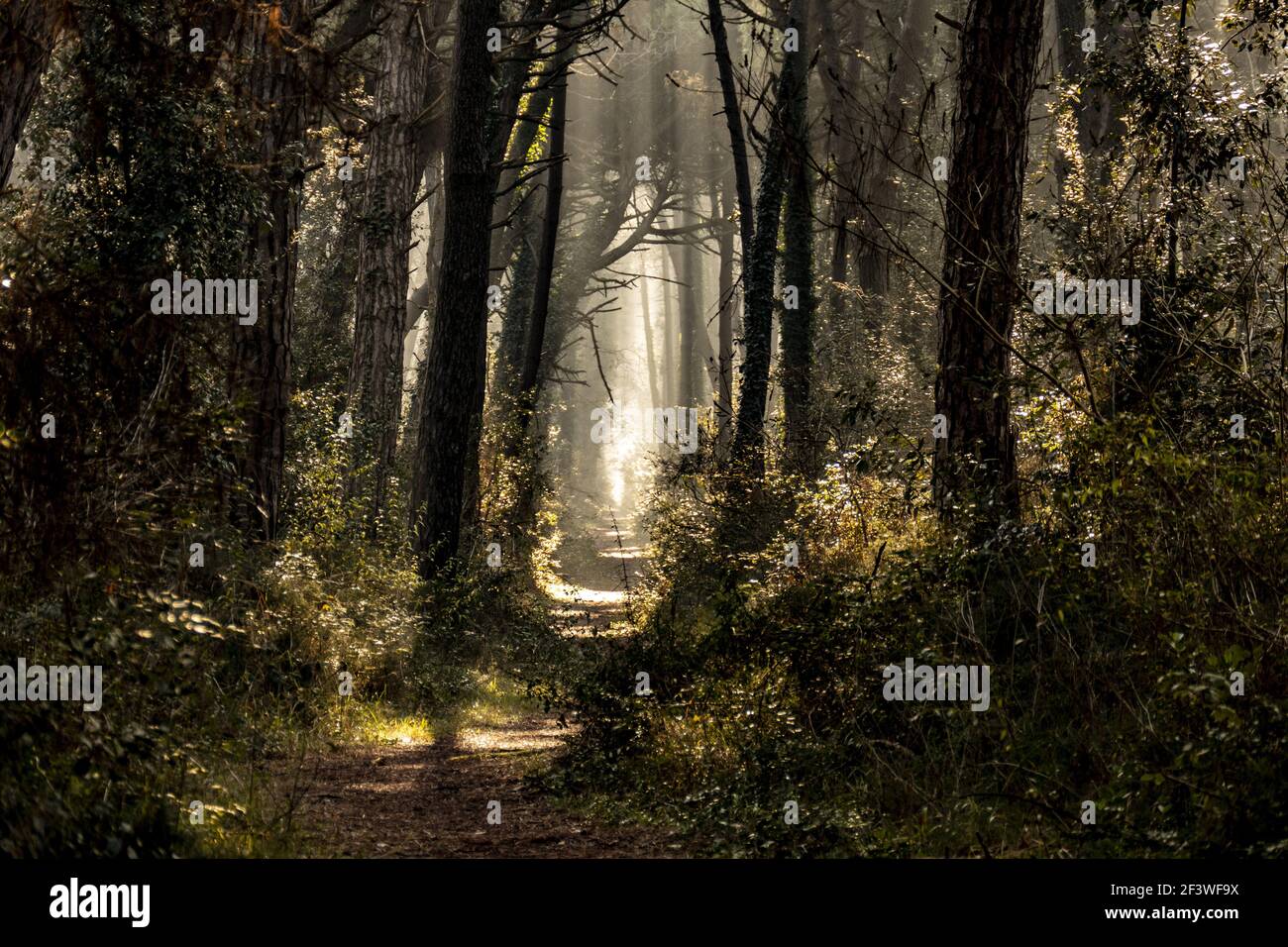 A narrow pathway in the forest with sunlight at the edge Stock Photo ...