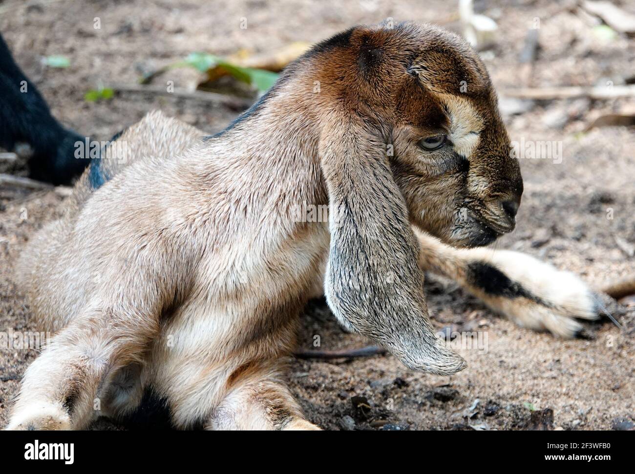 Cute newborn goat kid looking funny and lovely. Baby goat closeup on ...