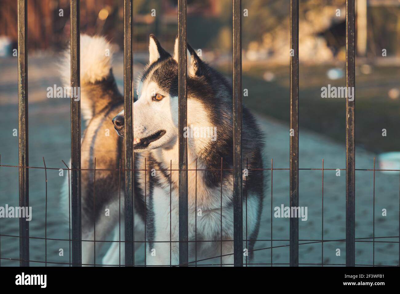 An adorable husky behind a metal fence Stock Photo - Alamy