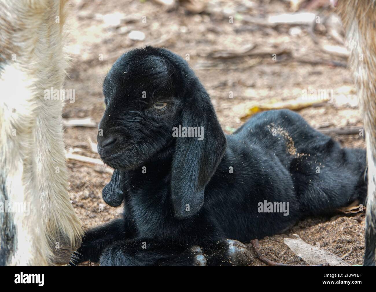Cute newborn goat kid looking funny and lovely. Baby goat closeup on ...