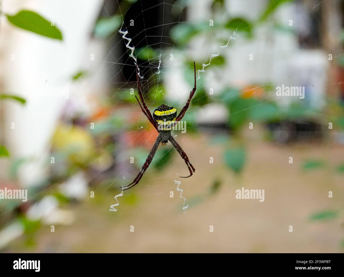 The macro image of orb-weaver spider, writing spider, signature spider ...