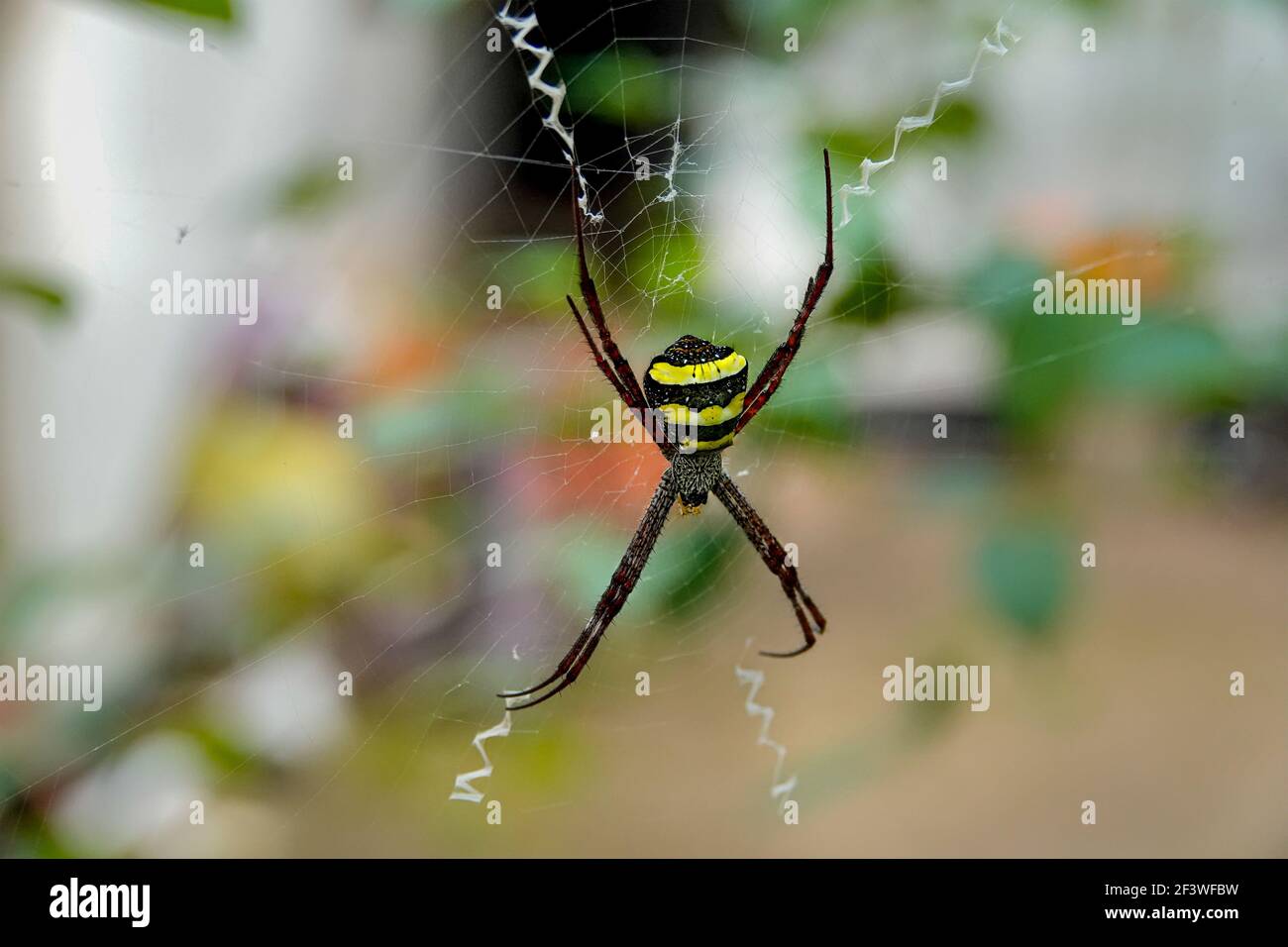 The macro image of orb-weaver spider, writing spider, signature spider ...