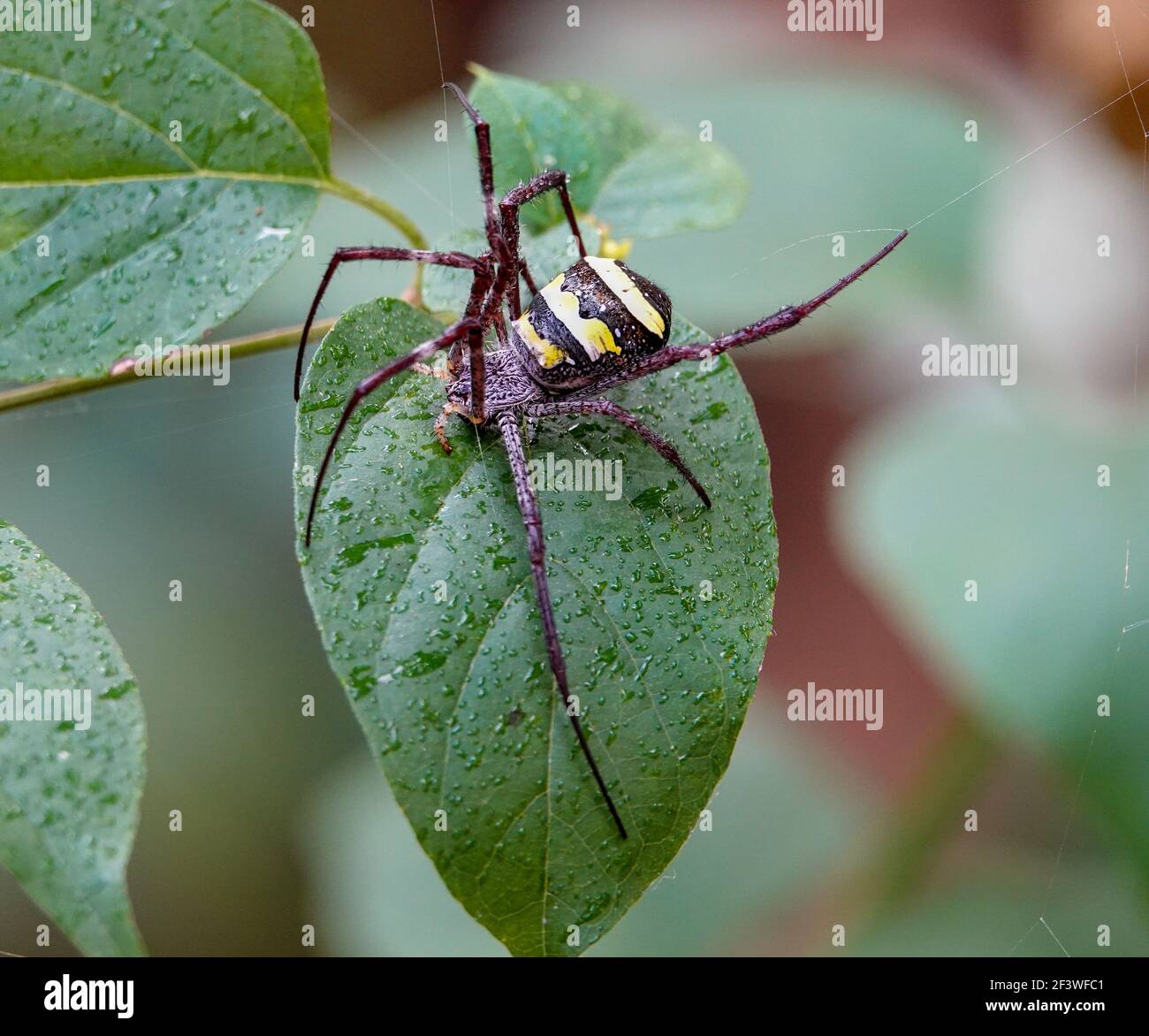 The macro image of orb-weaver spider, writing spider, signature spider ...