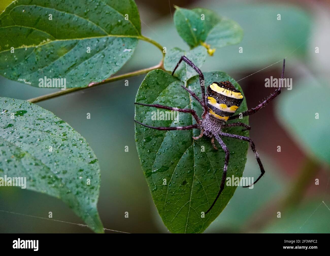 The macro image of orb-weaver spider, writing spider, signature spider ...