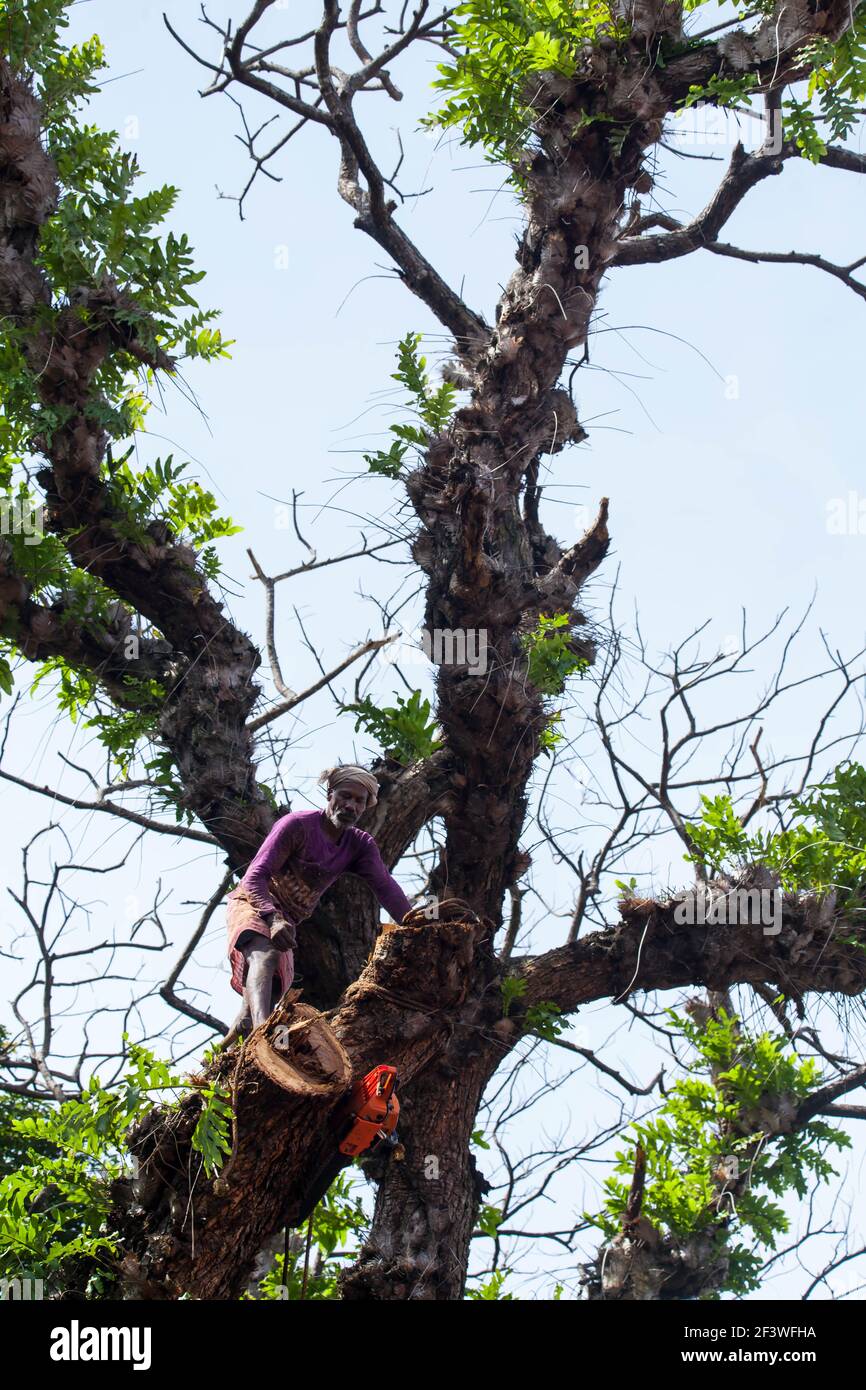 man cutting tree Stock Photo - Alamy