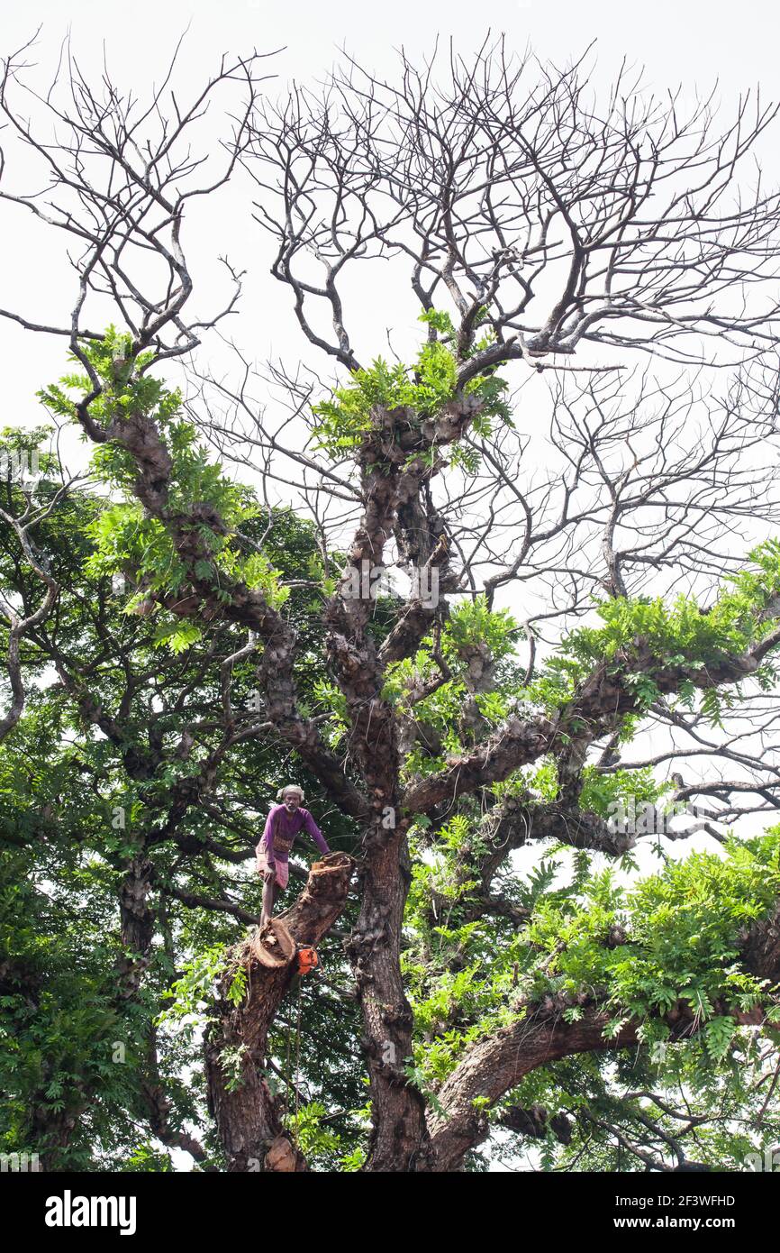 Man cutting tree hi-res stock photography and images - Alamy