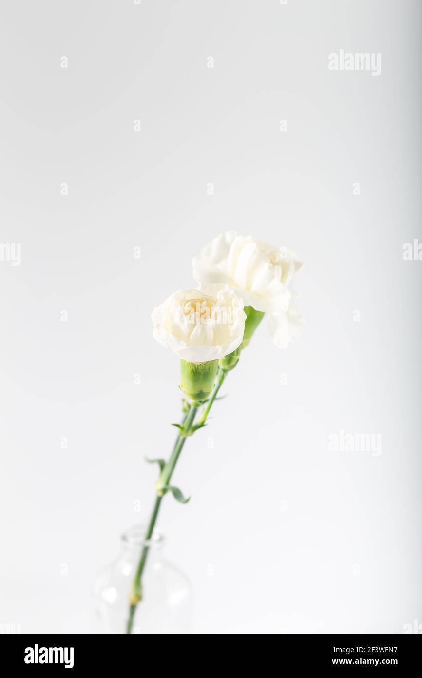 White carnations on white background. Soft pastel colors. Background ...