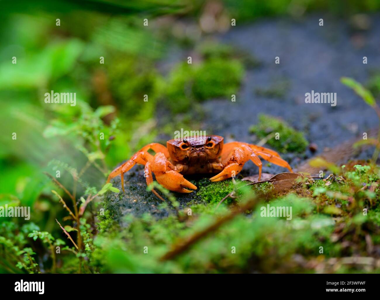Orange-red crab in Kerala, wilderness monsoon rainy day Stock Photo - Alamy