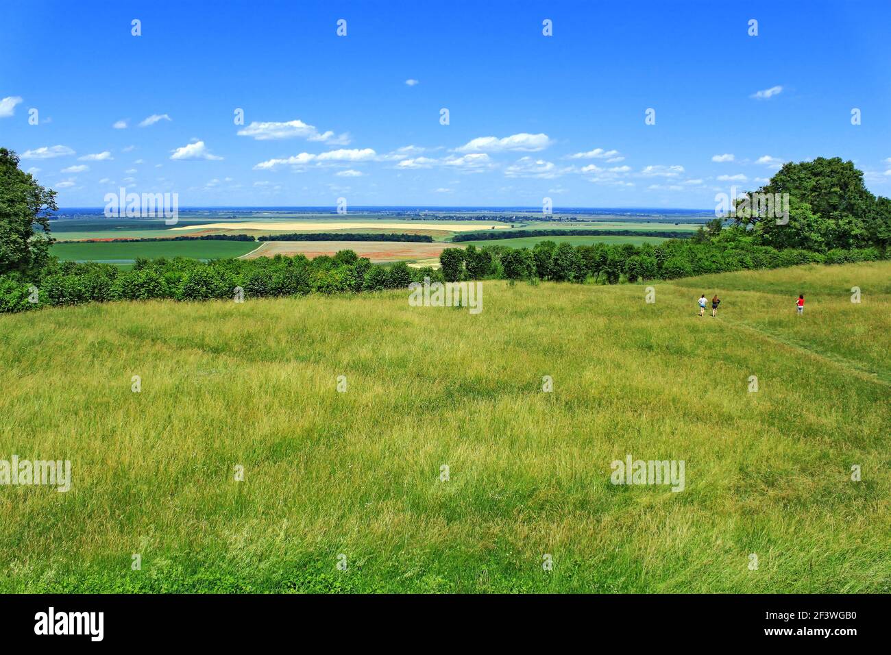 Picturesque summer landscape with grass lawn on foreground, lines of ...