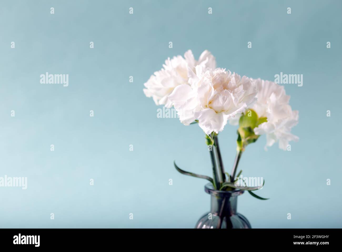 White carnations hi-res stock photography and images - Alamy
