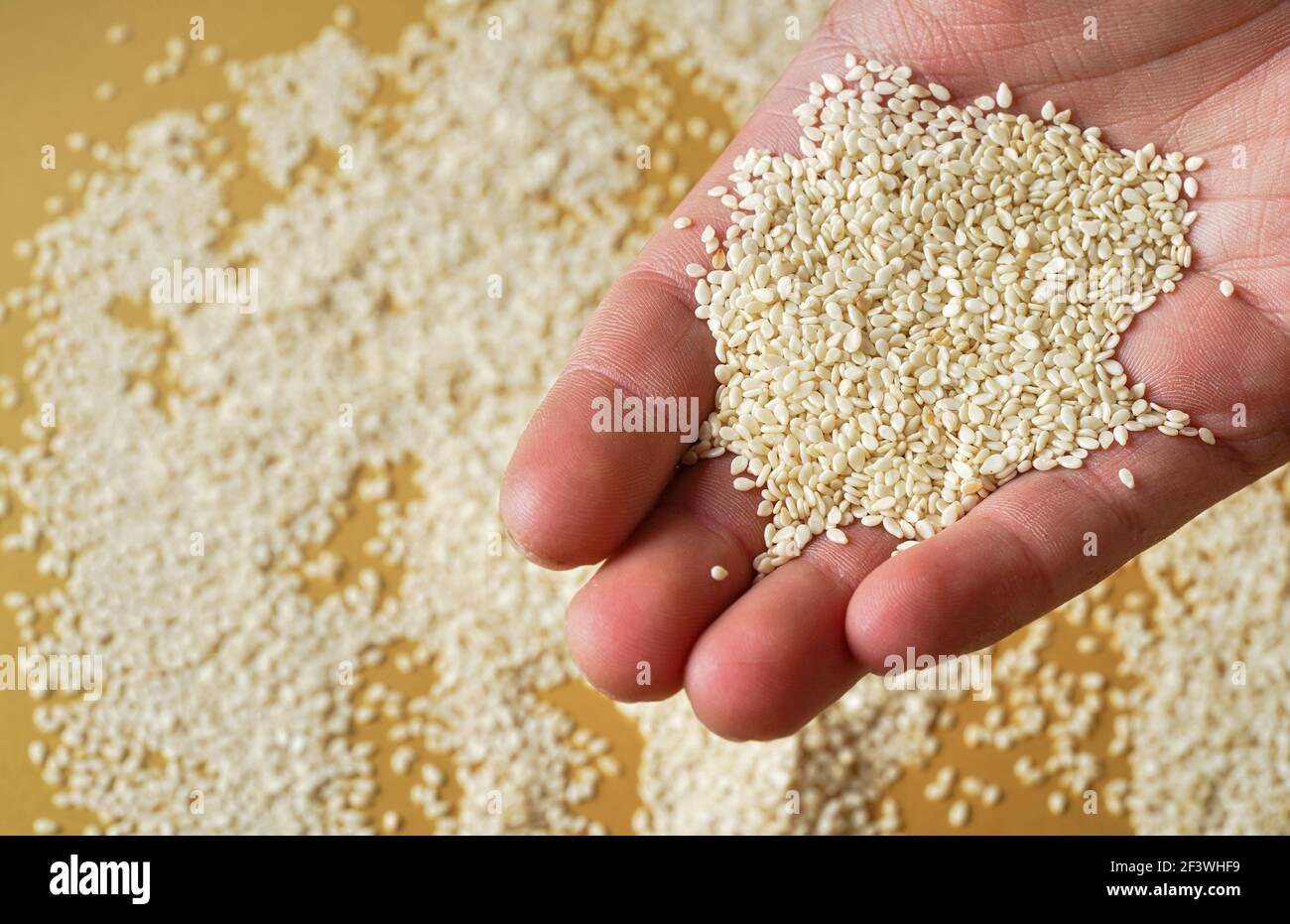 White sesame seeds in man hand, closeup detail, blurred yellow board ...