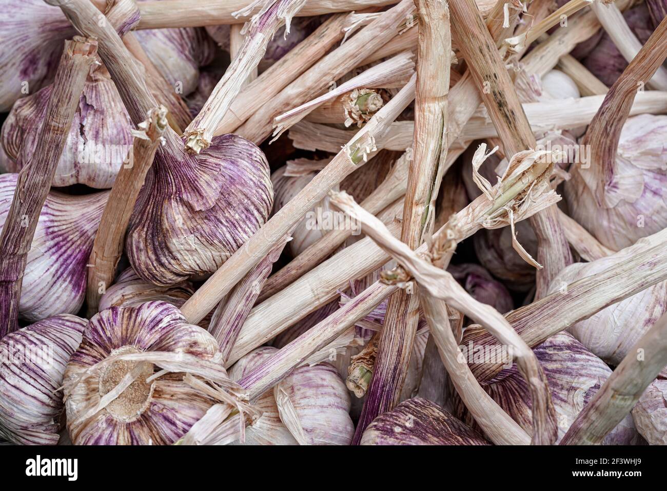 Packs of fresh garlic with purple stripes on display at local food ...