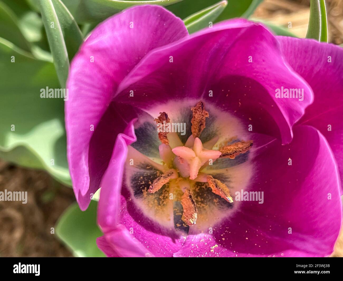 Close up of a bright pink tulip as viewed from the top Stock Photo - Alamy